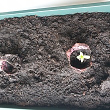 Kera Critical - Kera Seeds