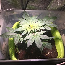 Quick One Auto - Royal Queen Seeds