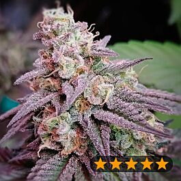 5Star Pink Runtz Auto - PowerStrains