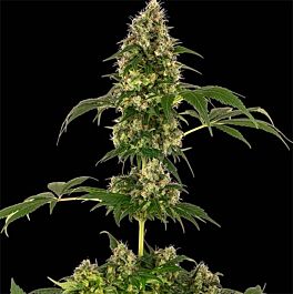 Cobalt Haze - Sensi Seeds