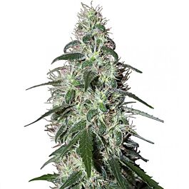 Pulsar - Buddha Seeds