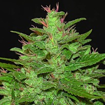 Auto Kush - Expert Seeds