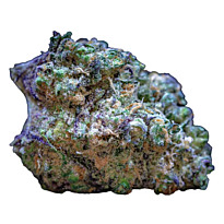 Frozen Cherry Runtz - Growers Choice