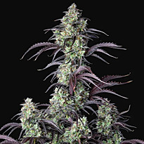 Mimosa Cake Auto - FastBuds