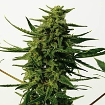 Critical 47 Express - Positronics Seeds