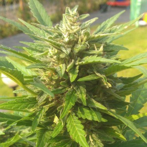 Huismerk zaden van Wietzaadjes.nl