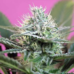 Autoflower zaden - Alle autoflowering zaadjes online!