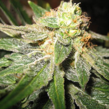 AMS - Green House Seeds