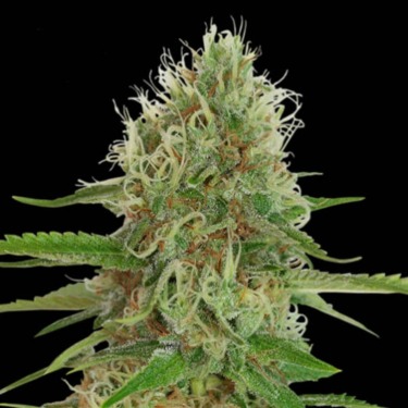 Medical White Widow - Kera Seeds