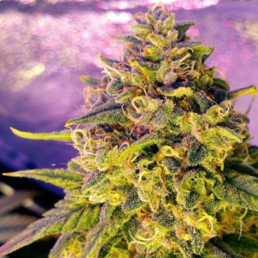 Bubblelicious Auto - Nirvana Seeds