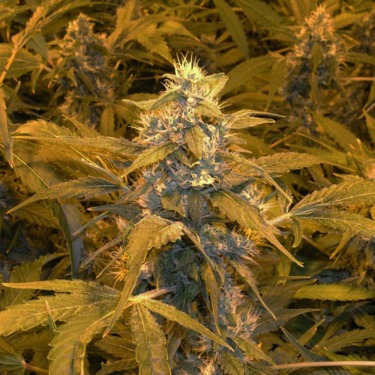 Bubblelicious - Nirvana Seeds