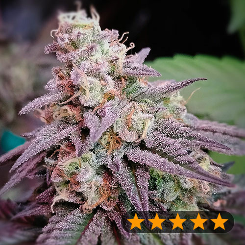 5Star Pink Runtz Auto - PowerStrains