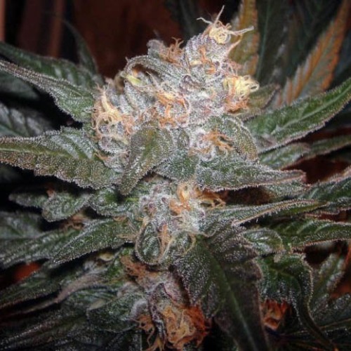 the-purps-bc-bud-depot