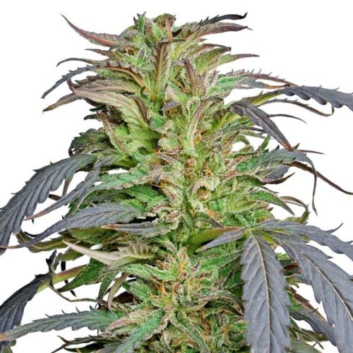Critical Kush - Royal Queen Seeds Critical Kush - Royal Queen Seeds