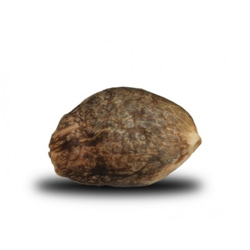 Diesel Automatic - Royal Queen Seeds