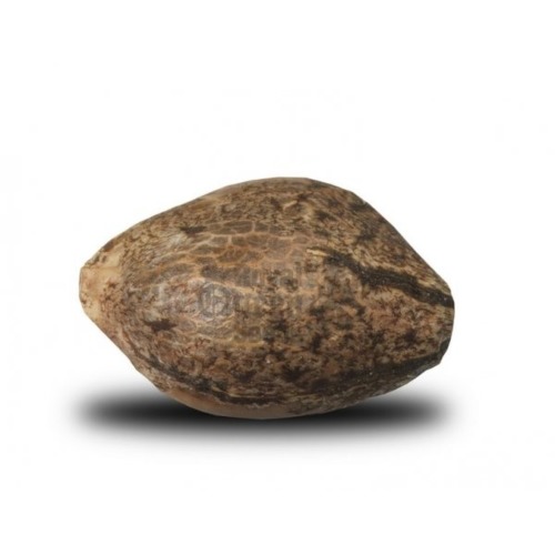 Easy Bud Auto - Royal Queen Seeds