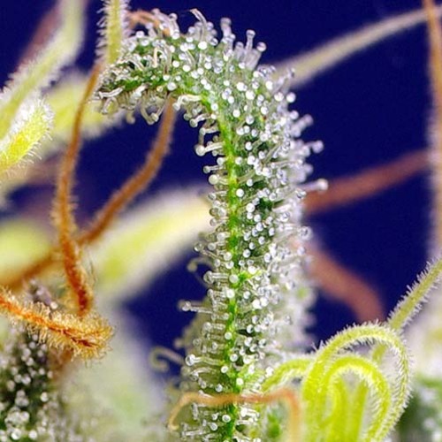 Green Poison CBD - Sweet Seeds