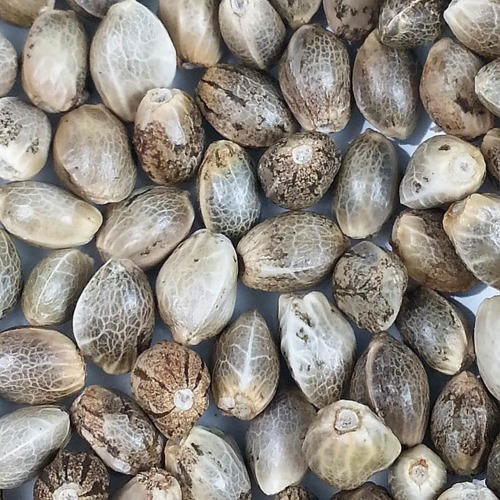 Lemon Skunk Auto - Huismerk