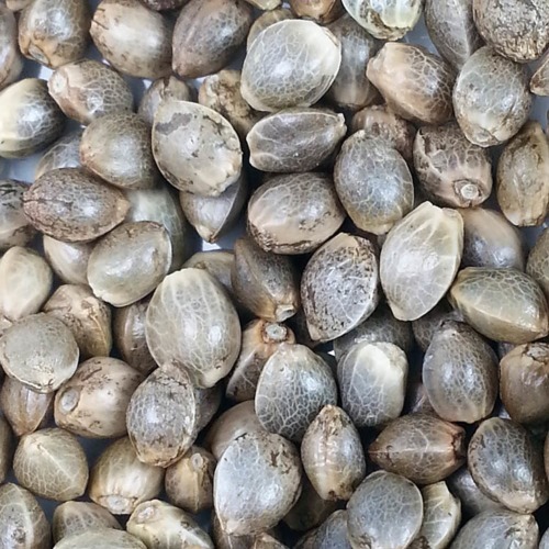 Lowryder 2 Auto - Huismerk