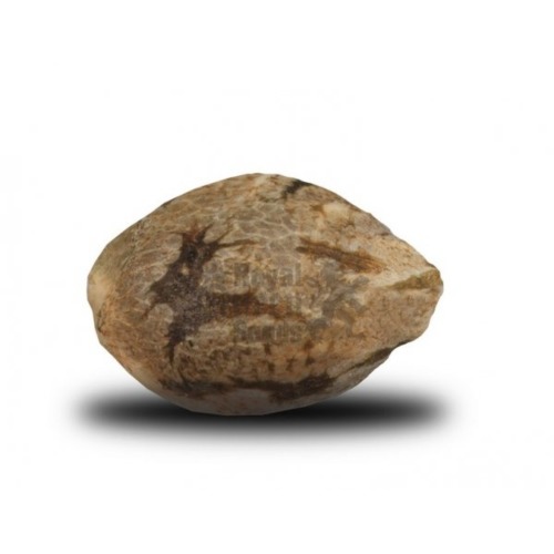 Northern Light Automatic - Royal Queen Seeds