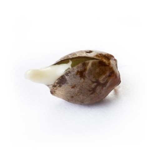 Royal AK Automatic - Royal Queen Seeds