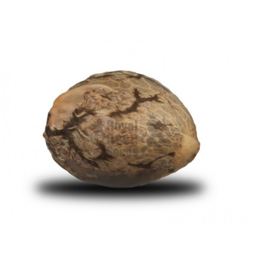 Royal AK Automatic - Royal Queen Seeds