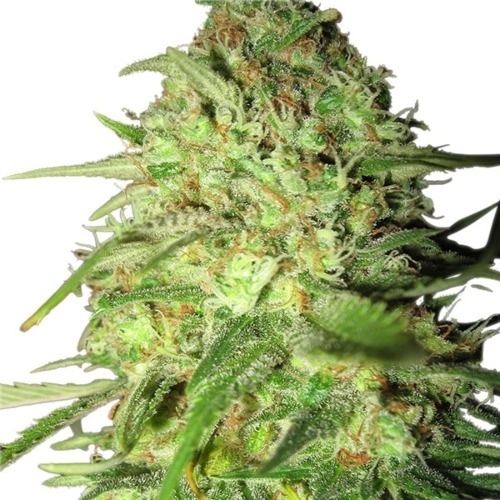 Special Queen #1 - Royal Queen Seeds
