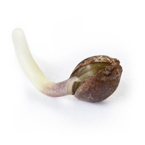 Speedy Chile - Royal Queen Seeds