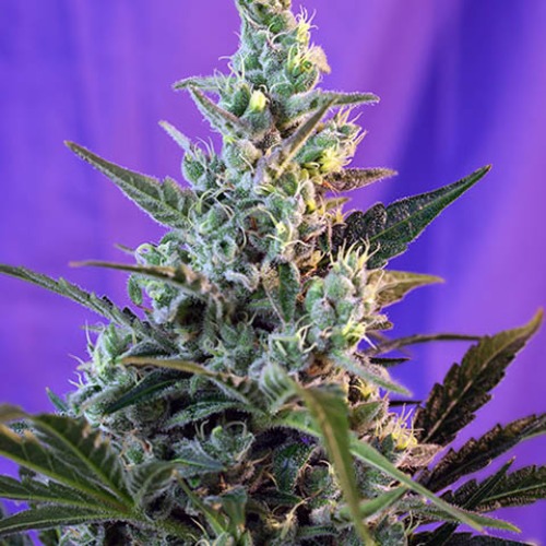 Sweet Skunk F1 Fast Version - Sweet Seeds