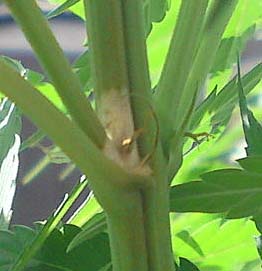 Wietzaadjes - Stamrot rot in de stam van je wietplant