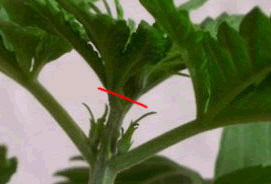 FIMMEN - Wietplant fimmen, hoe moet dat? | Wietzaadjes