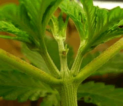 FIMMEN - Wietplant fimmen, hoe moet dat? | Wietzaadjes